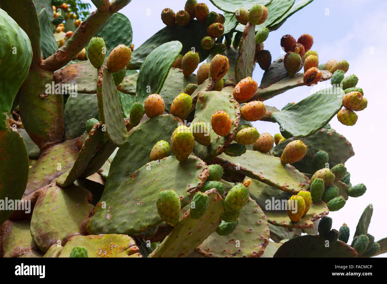 opuntia ficus-indica (prickly pear) plant Stock Photo - Alamy