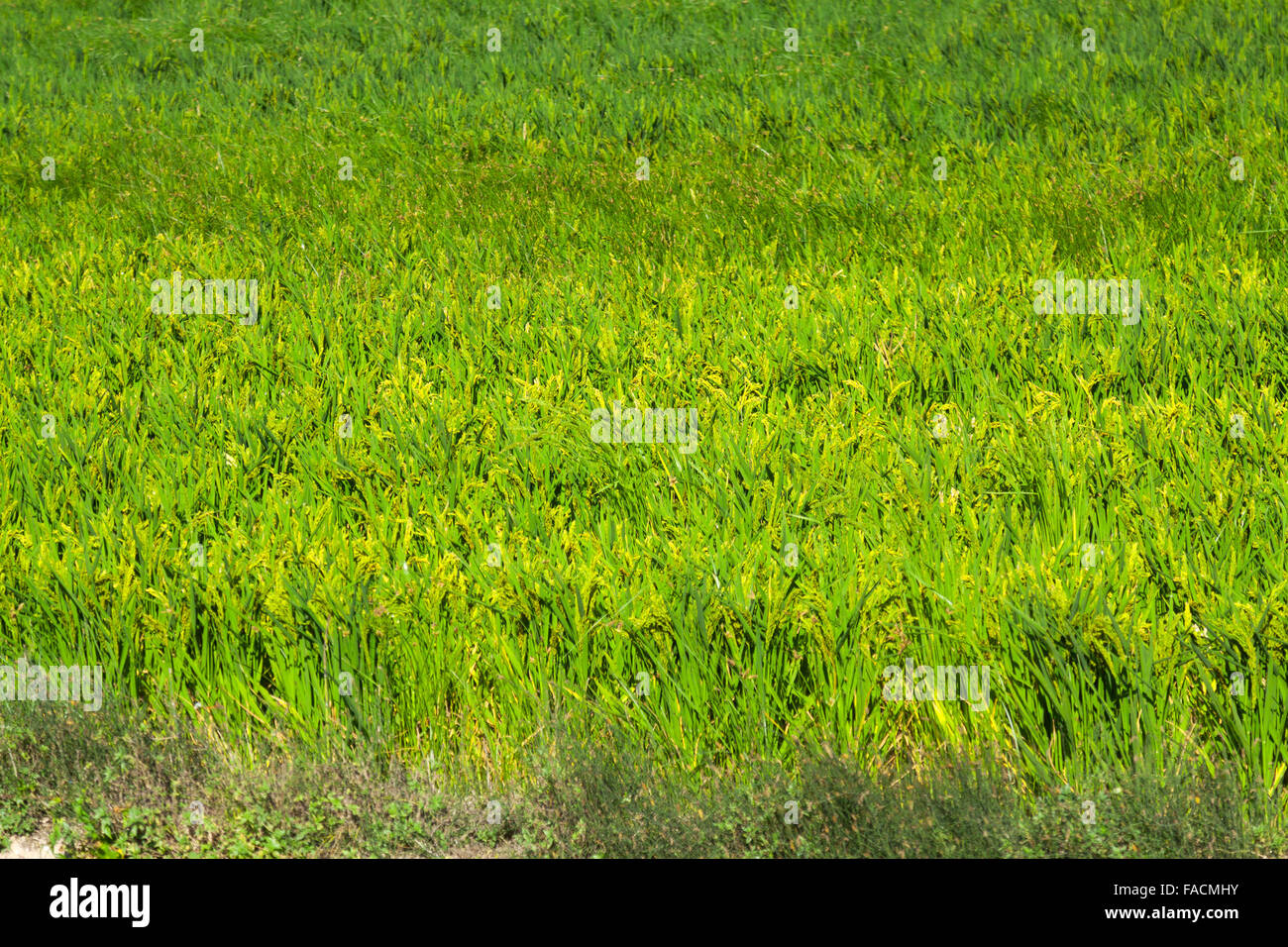 Agriculture fields farmland ebro spain hi-res stock photography and ...