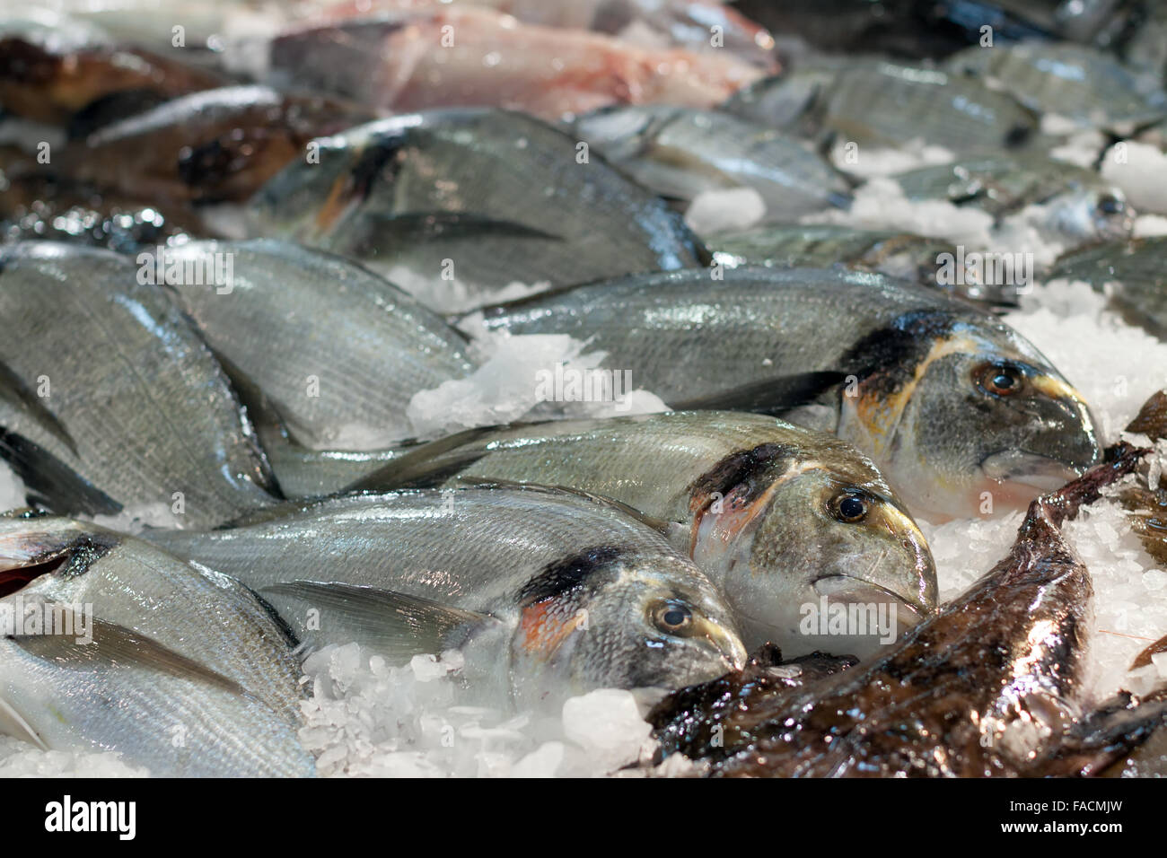 gilthead fish on market counter Stock Photo - Alamy