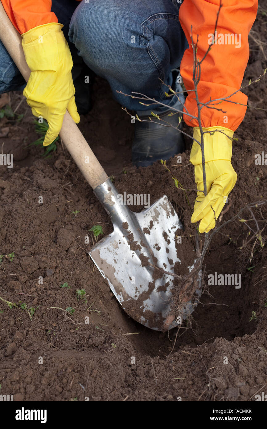 Closeup of gardener resetting sprout in soil Stock Photo - Alamy
