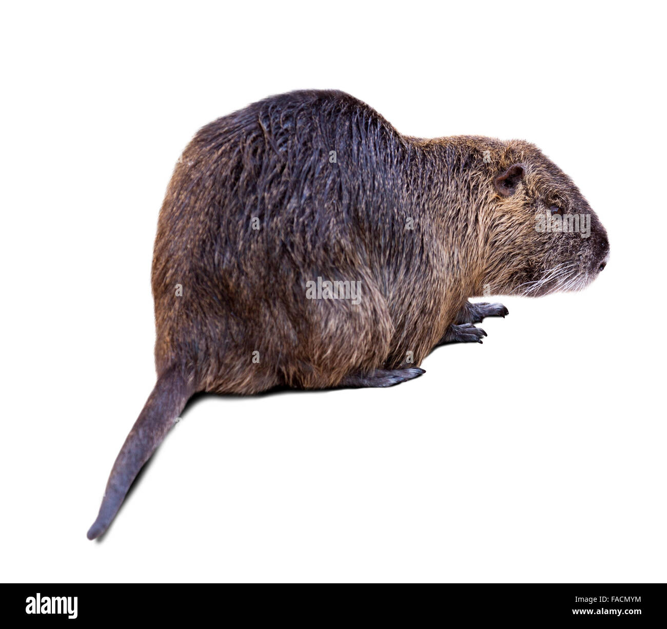 Coypu. Isolated on white background with shade Stock Photo - Alamy
