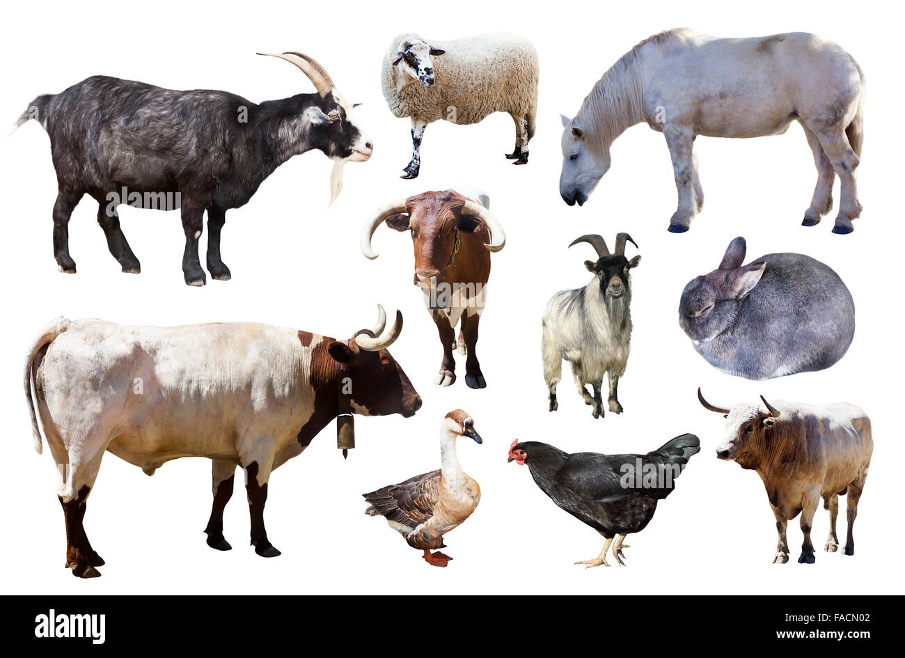 Set of farm animals hi-res stock photography and images - Alamy