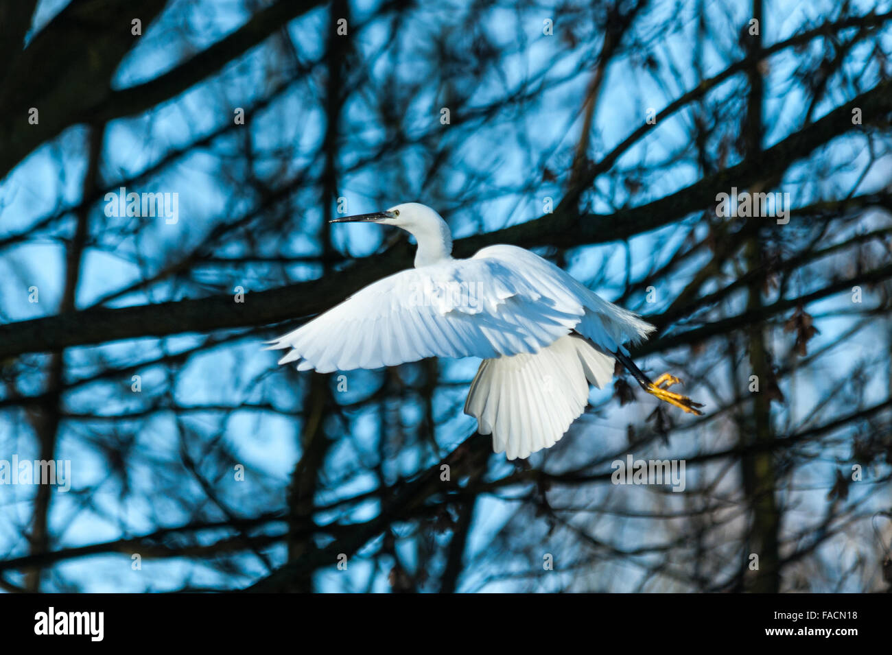 Little Egret ( Egret garzetta ) in flight Stock Photo - Alamy