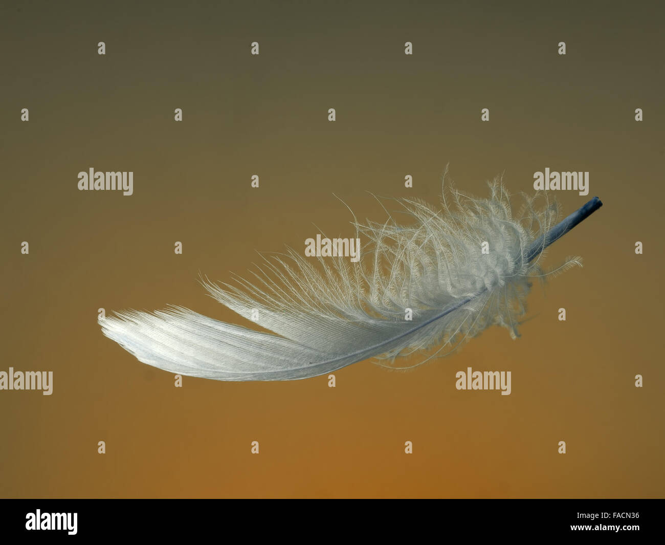 Delicate feather catches the light Stock Photo - Alamy