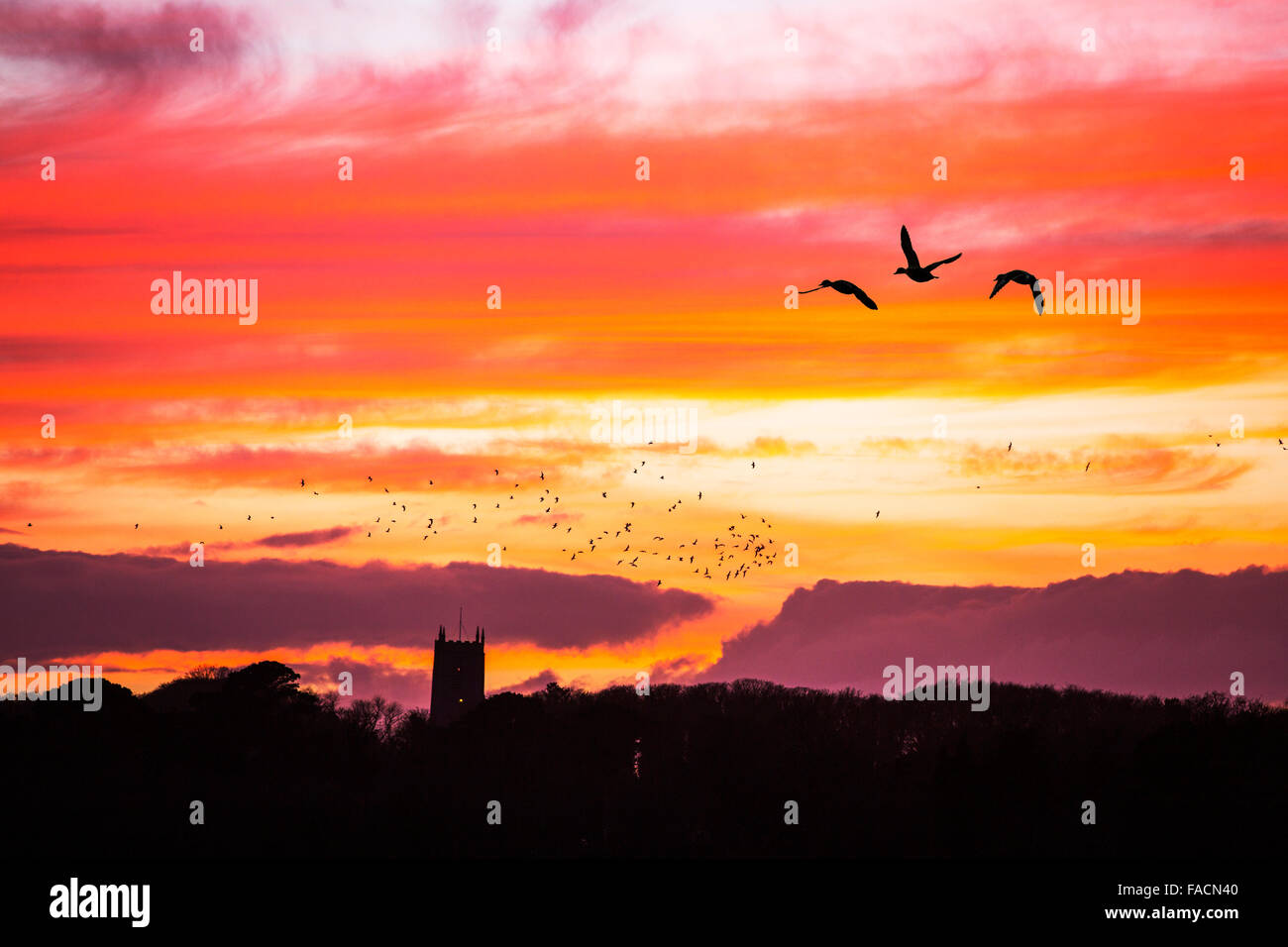 Birds flying to roost hi-res stock photography and images - Alamy