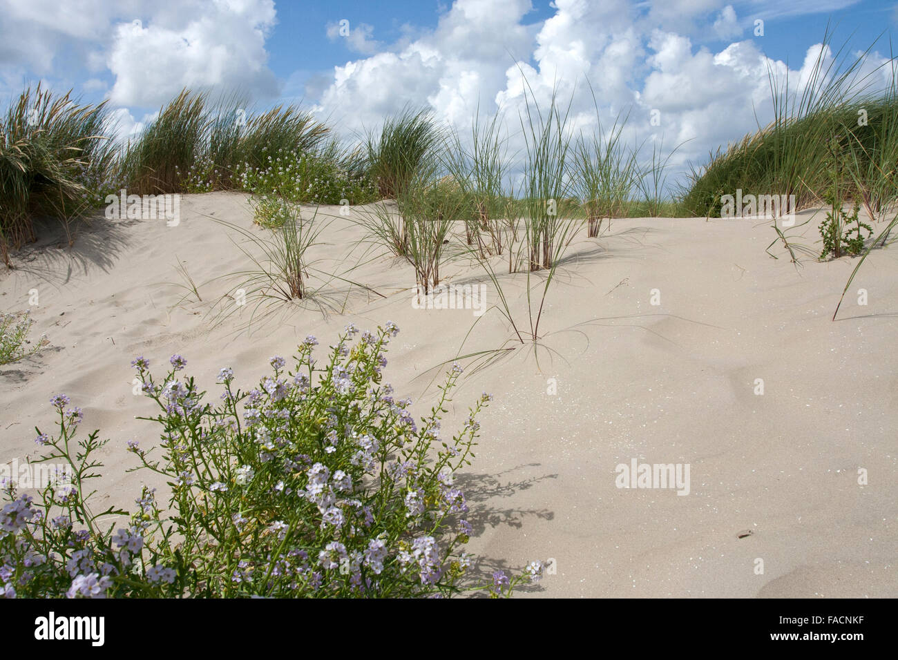 Island of Ameland, the Netherlands, dunes Stock Photo - Alamy