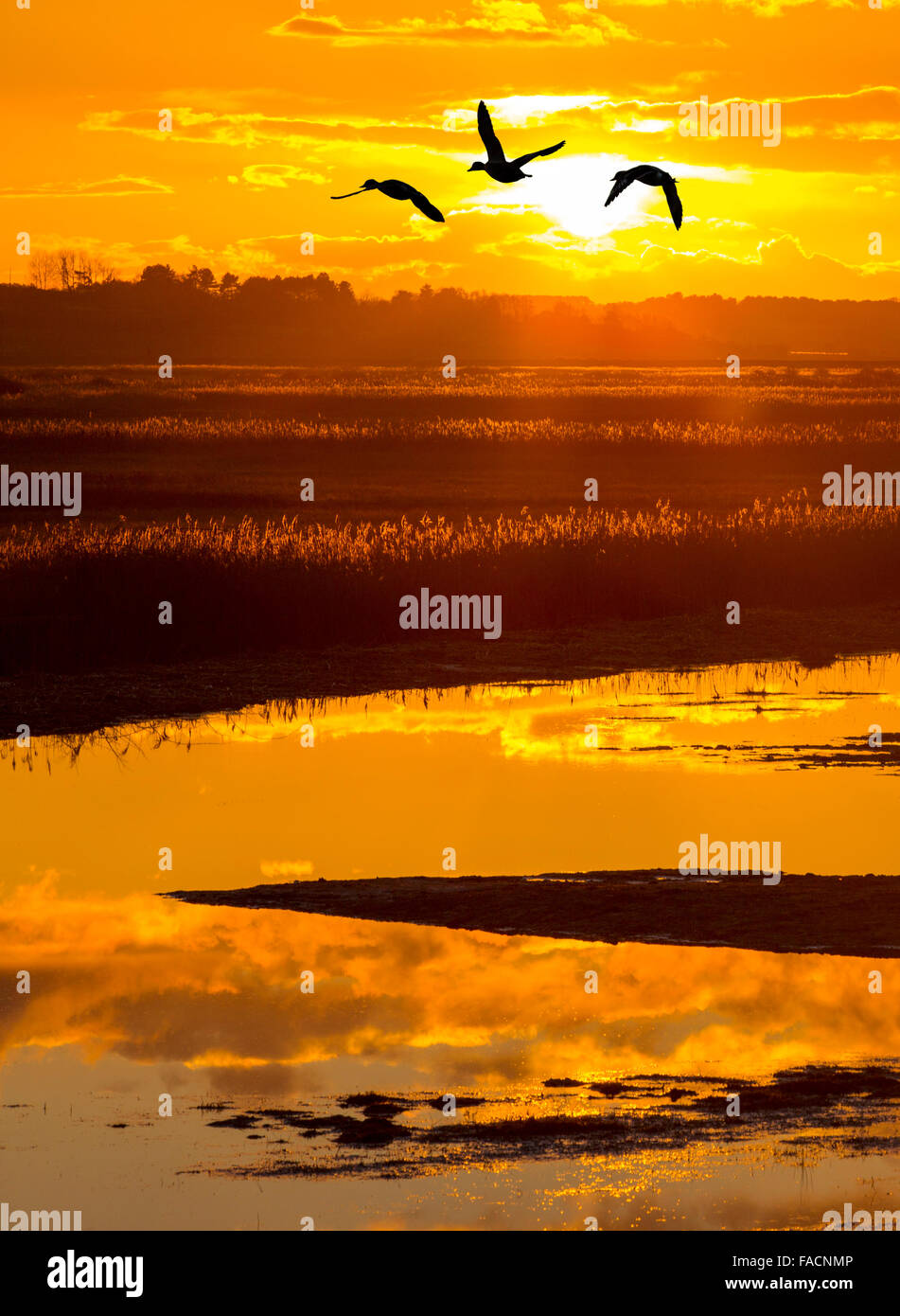 Norfolk reed phragmites pond hi-res stock photography and images - Alamy