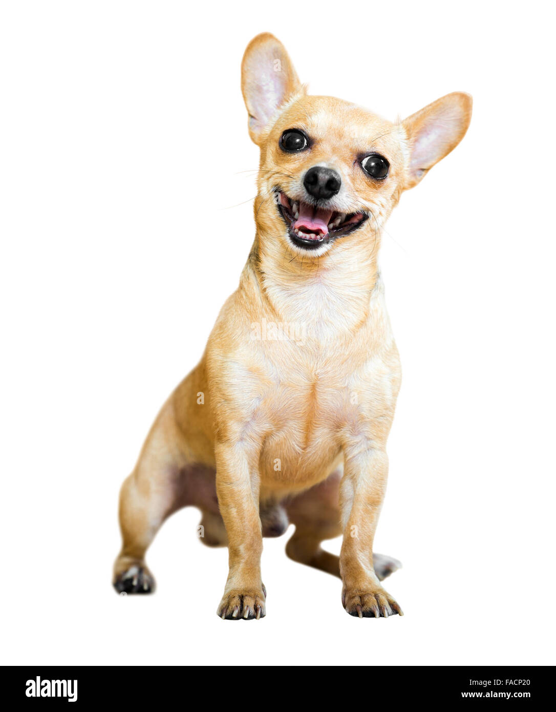 Russian toy terrier mini dog hi-res stock photography and images - Alamy