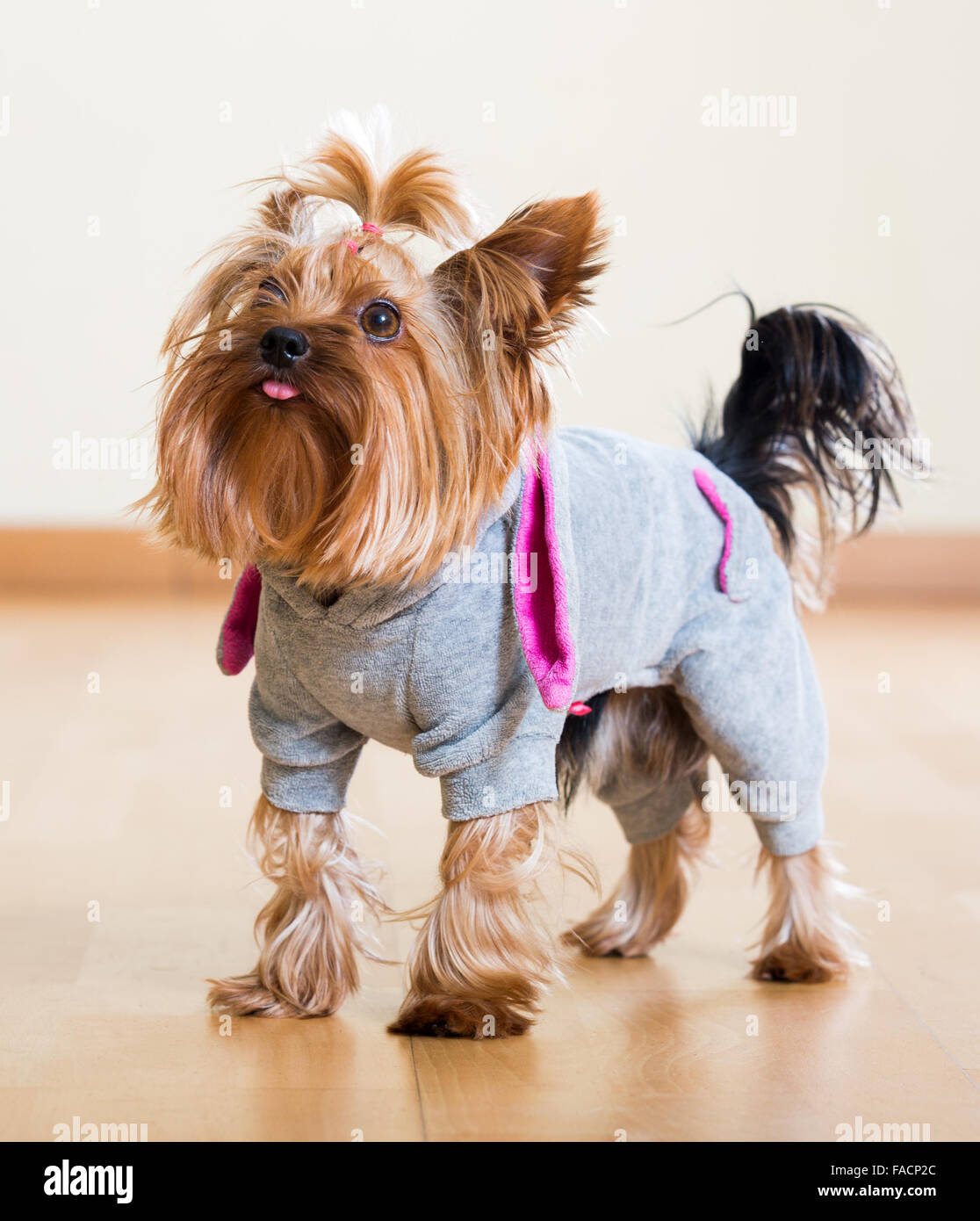 Miniature long haired yorkie hi-res stock photography and images - Alamy