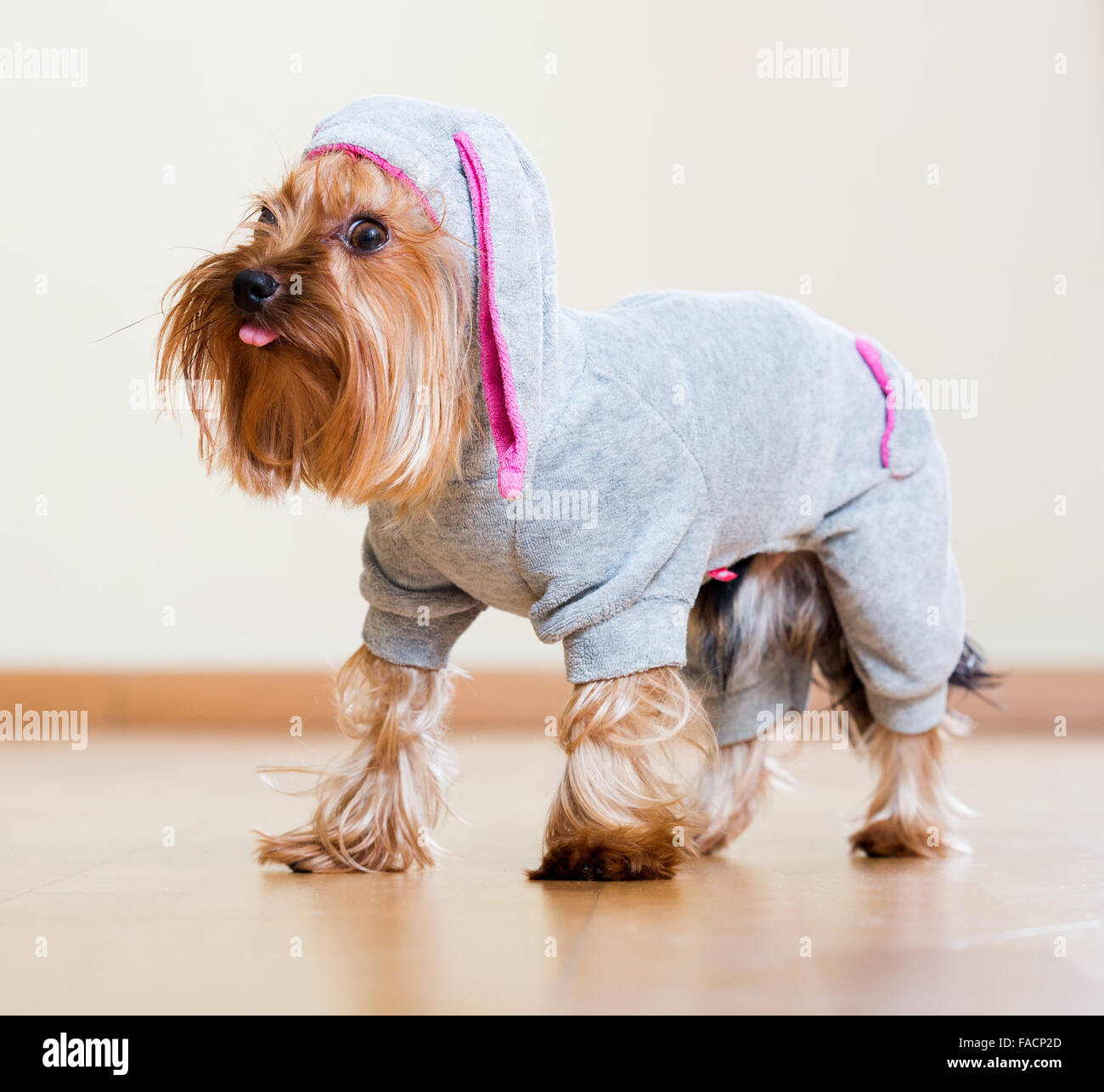 Miniature long haired yorkie hi-res stock photography and images - Alamy