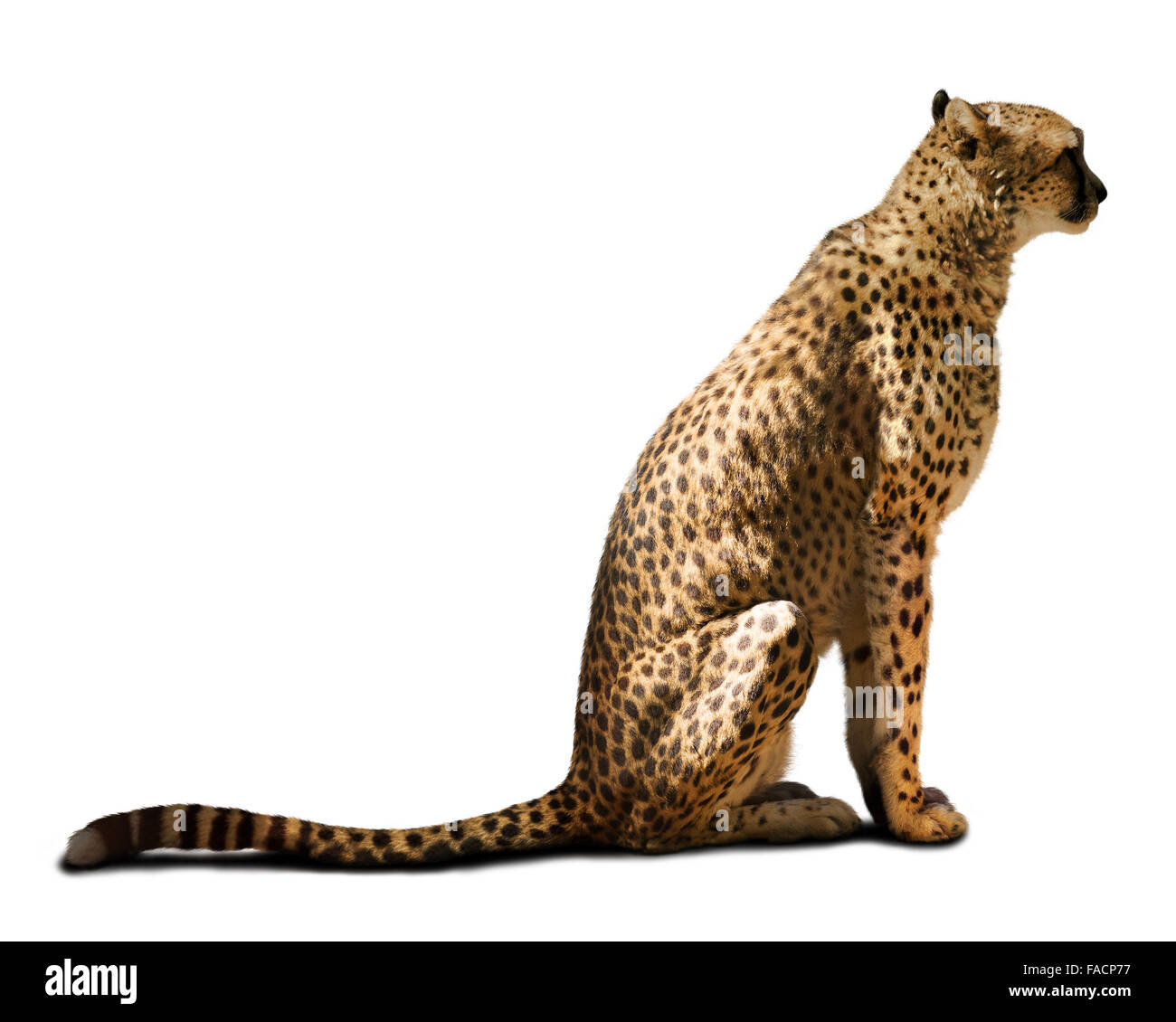 Cheetah Cut Out Stock Images & Pictures - Alamy