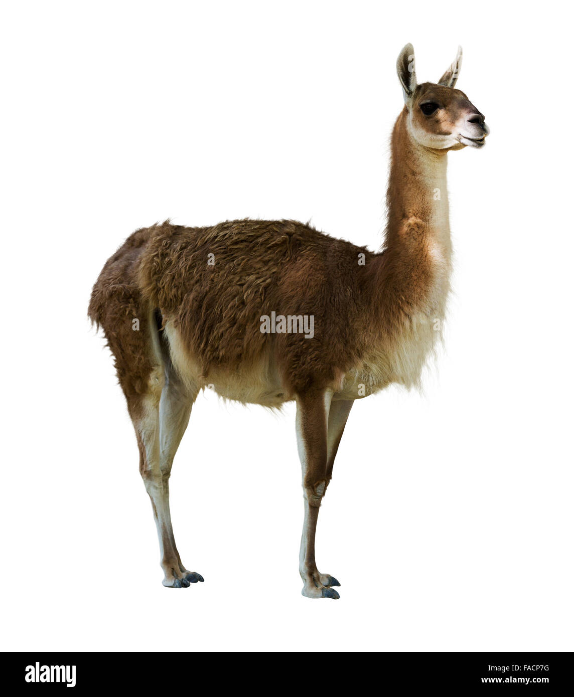 Standing guanaco. Isolated on white Stock Photo - Alamy
