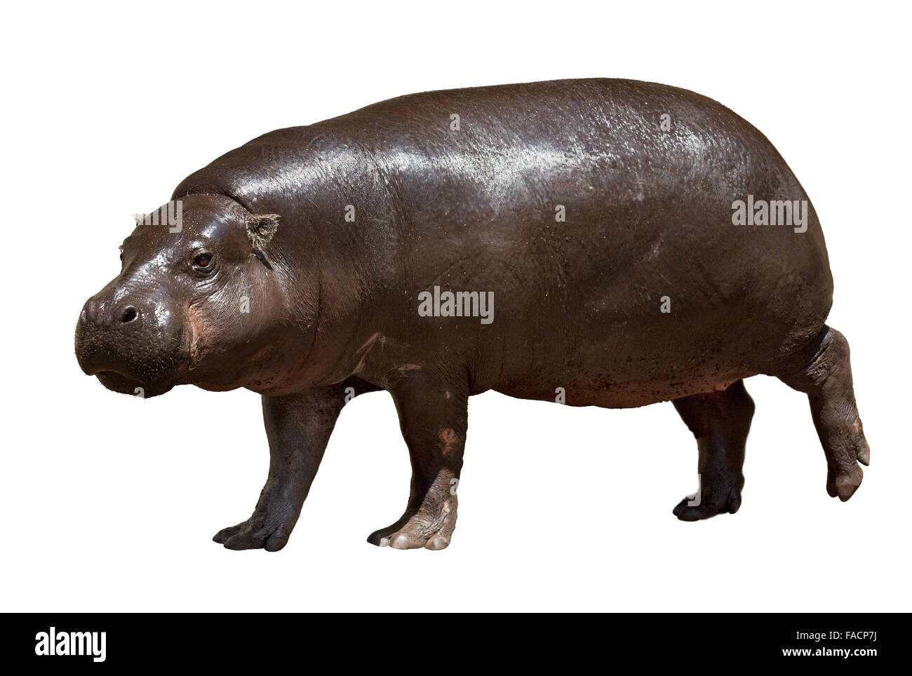 Female hippopotamus. Isolated over white Stock Photo - Alamy