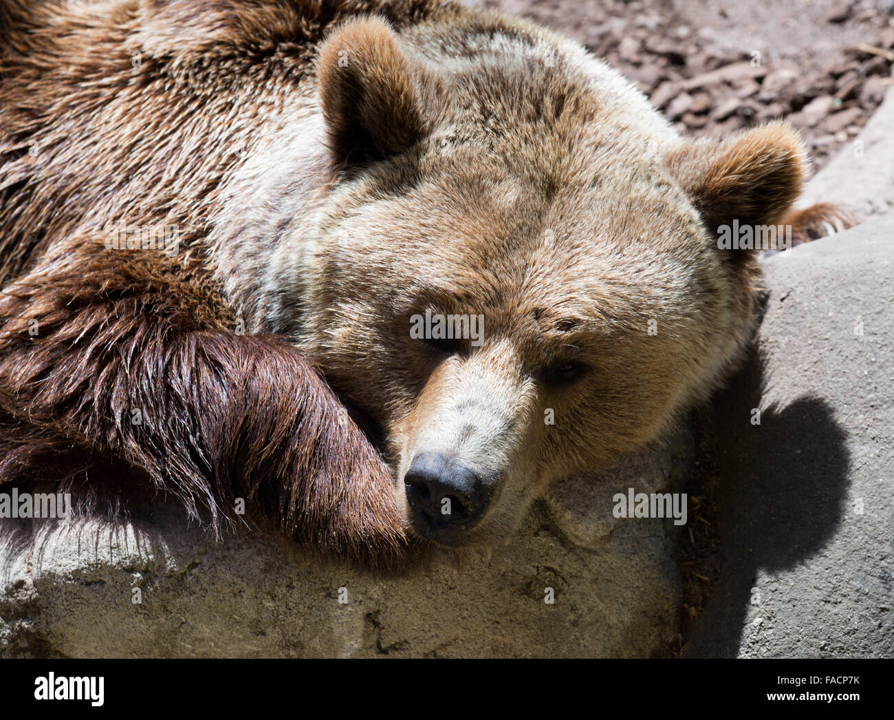 Closeup of brown bear on stone of rock Stock Photo - Alamy