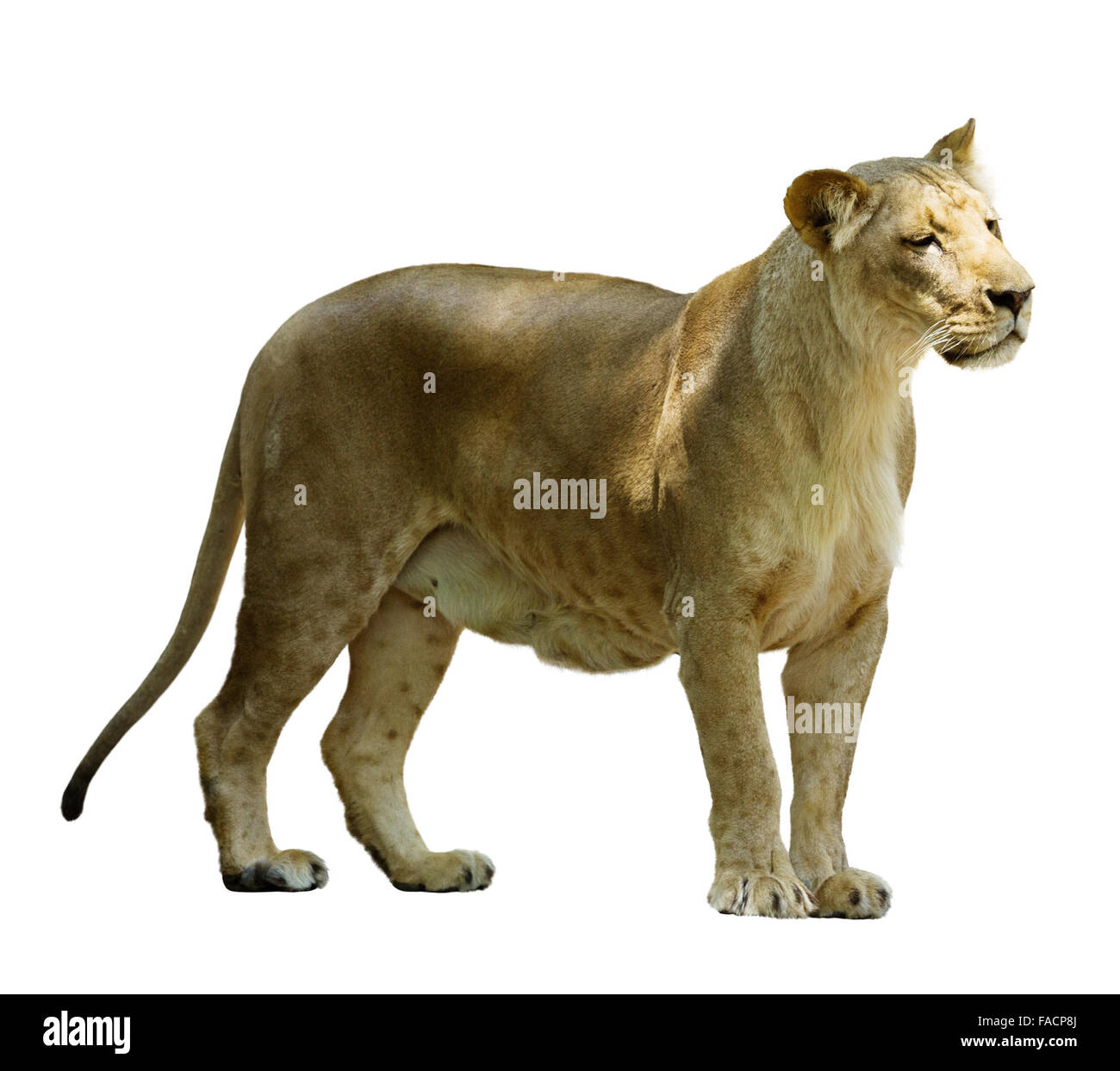 Adult female lion (Panthera leo). Isolated Stock Photo - Alamy
