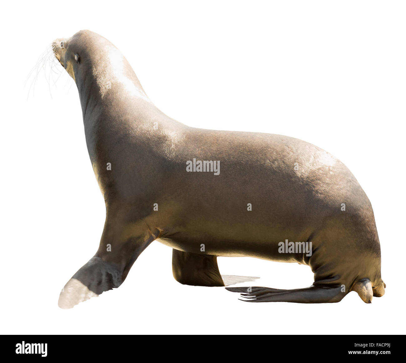 Earless seal hi-res stock photography and images - Alamy