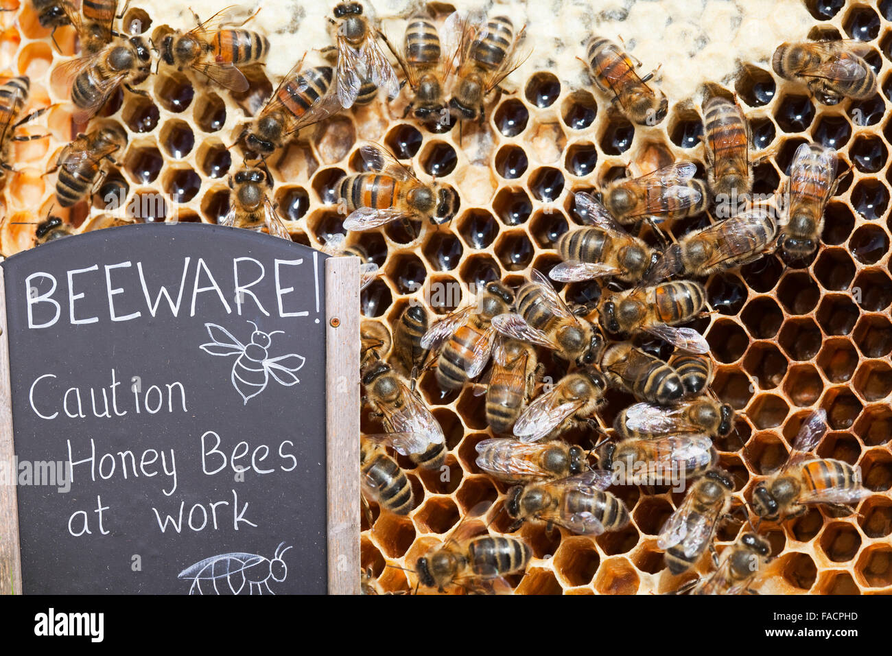 A beehive in Cockermouth, Cumbria, UK that has been infected and ...