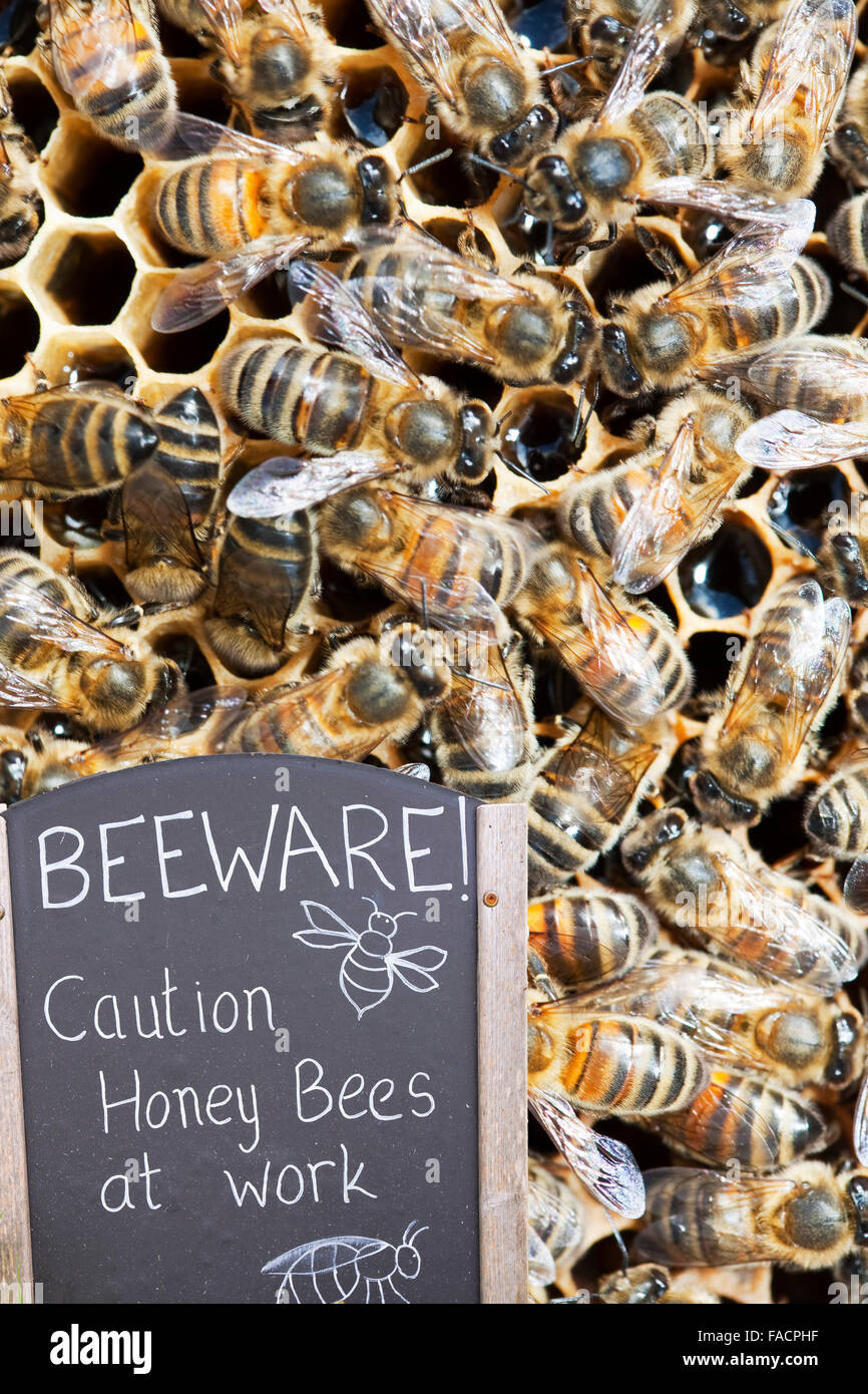 A beehive in Cockermouth, Cumbria, UK that has been infected and ...