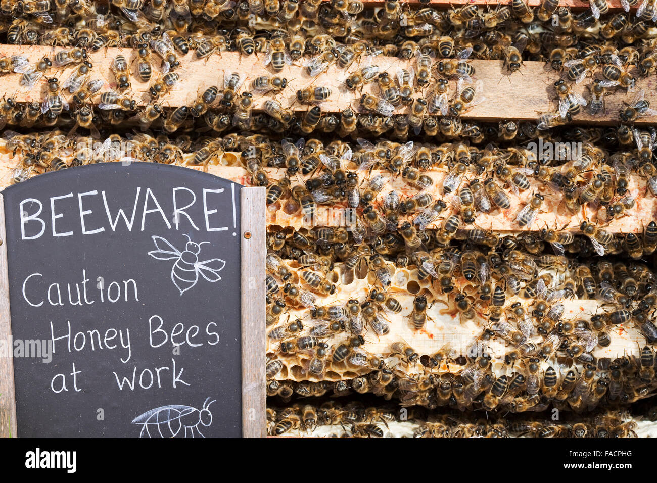 A beehive in Cockermouth, Cumbria, UK that has been infected and ...