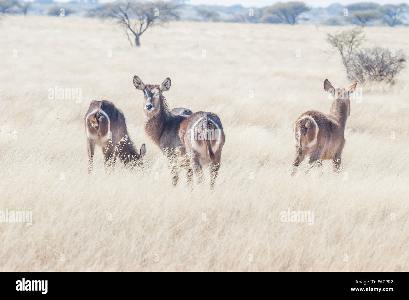 Three waterbuck on a game farm in the Northern Cape Province of South ...