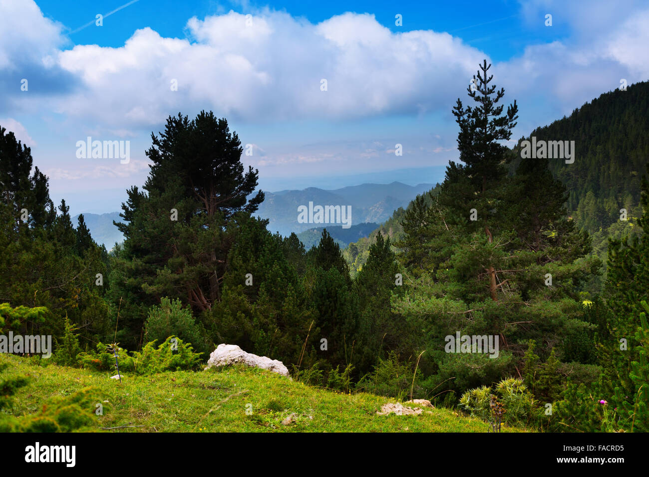 Summer landscape with mountainous forest and pine trees. Pyrenees ...