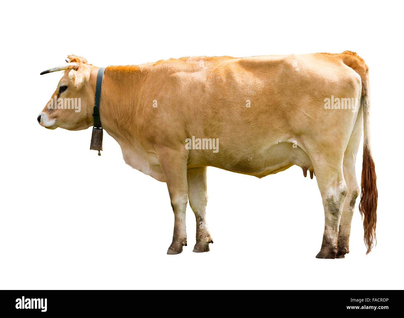 Standing with his cow hi-res stock photography and images - Alamy