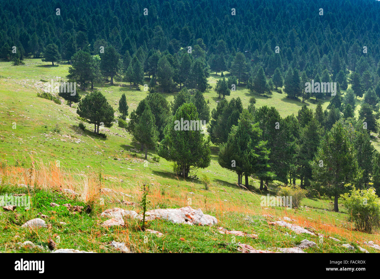 pine forest in mountain. Pyrenees, Catalonia Stock Photo - Alamy