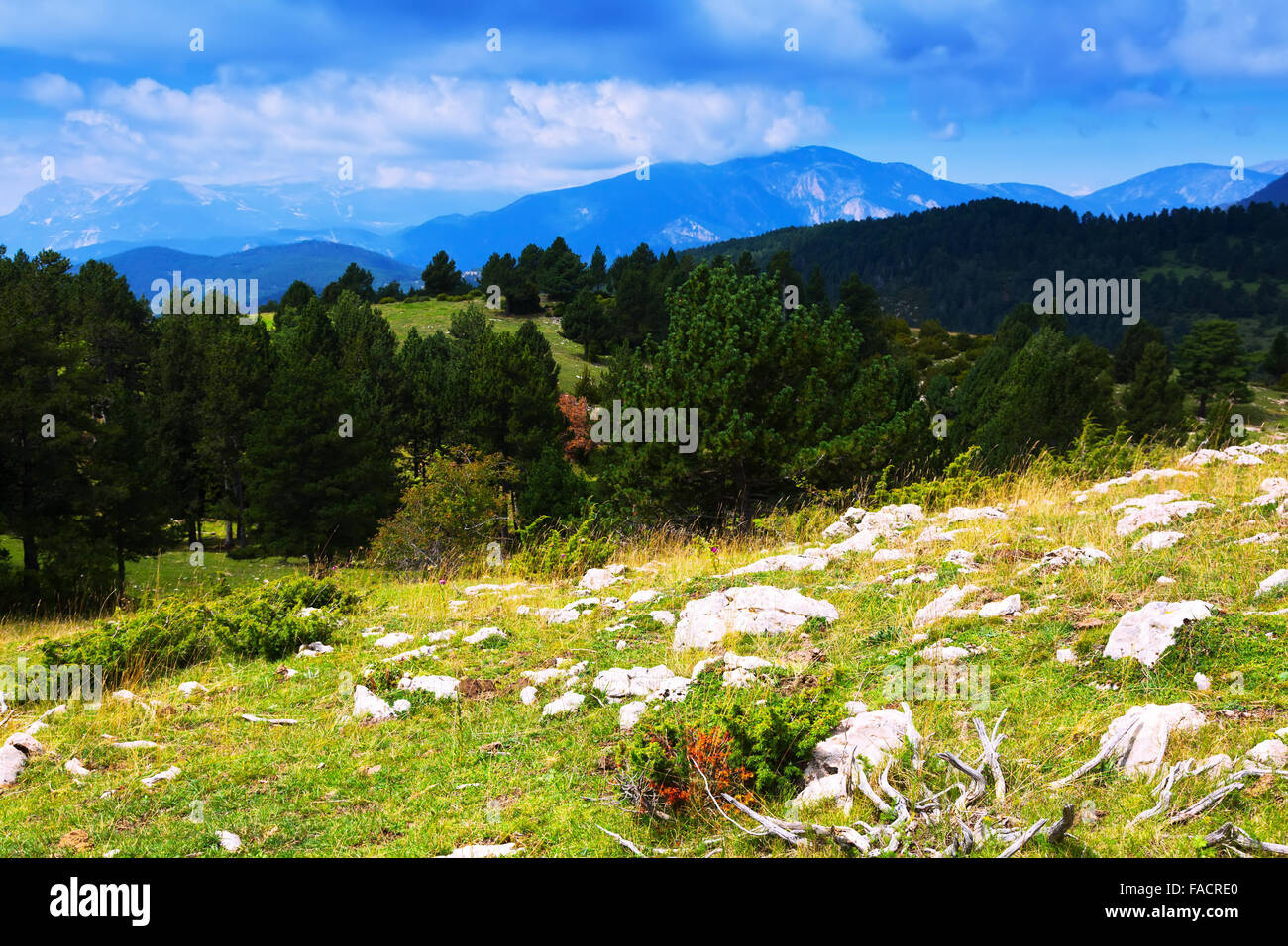 Summer mountain landscape with pine trees. Pyrenees, Catalonia Stock ...