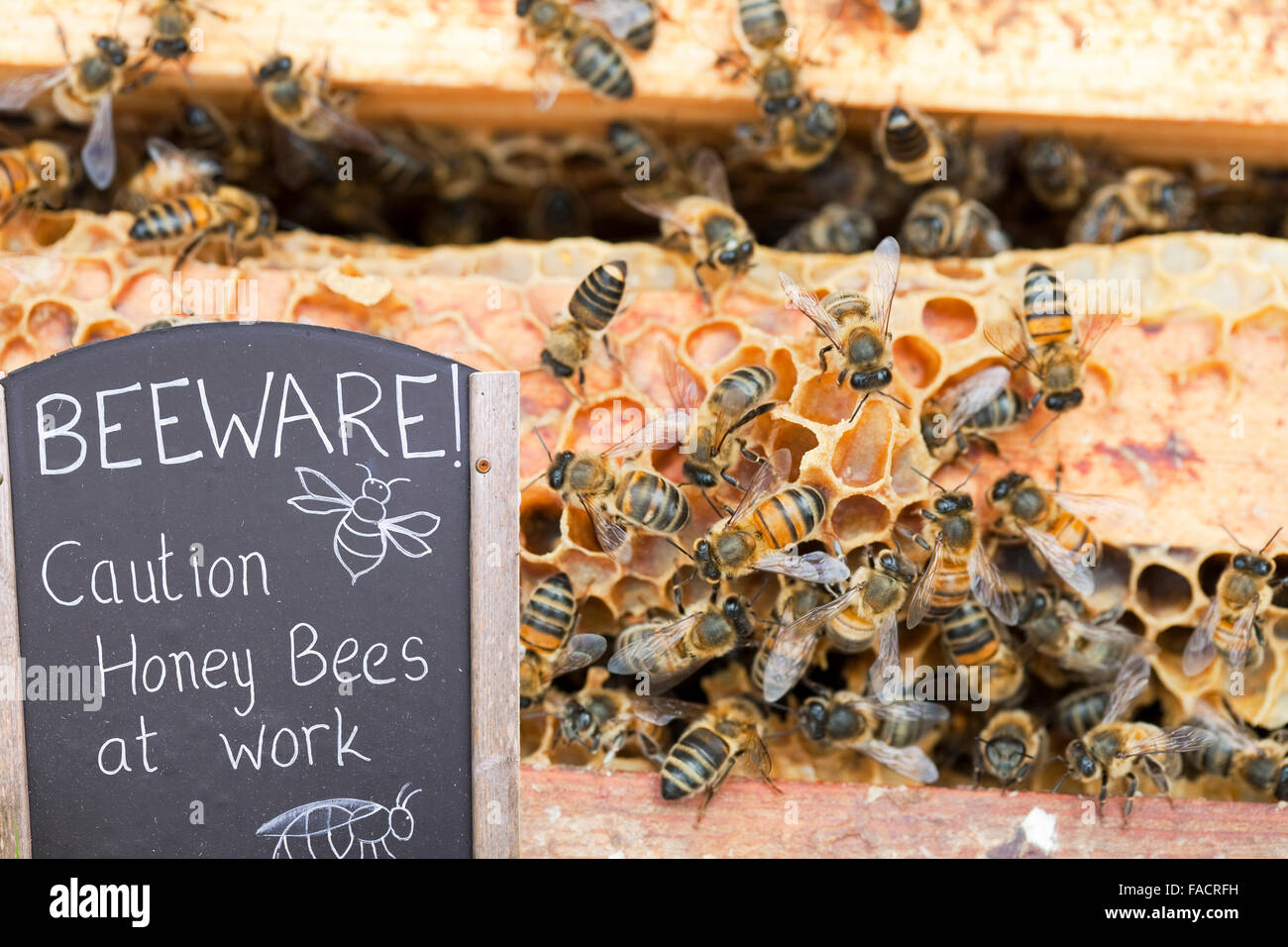 A beehive in Cockermouth, Cumbria, UK that has been infected and ...