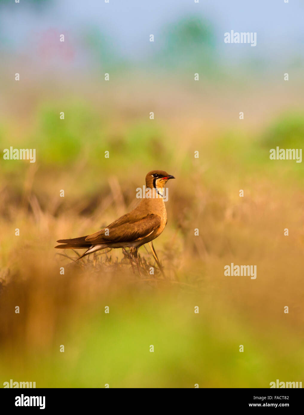 Pratincole bird in the field Stock Photo - Alamy