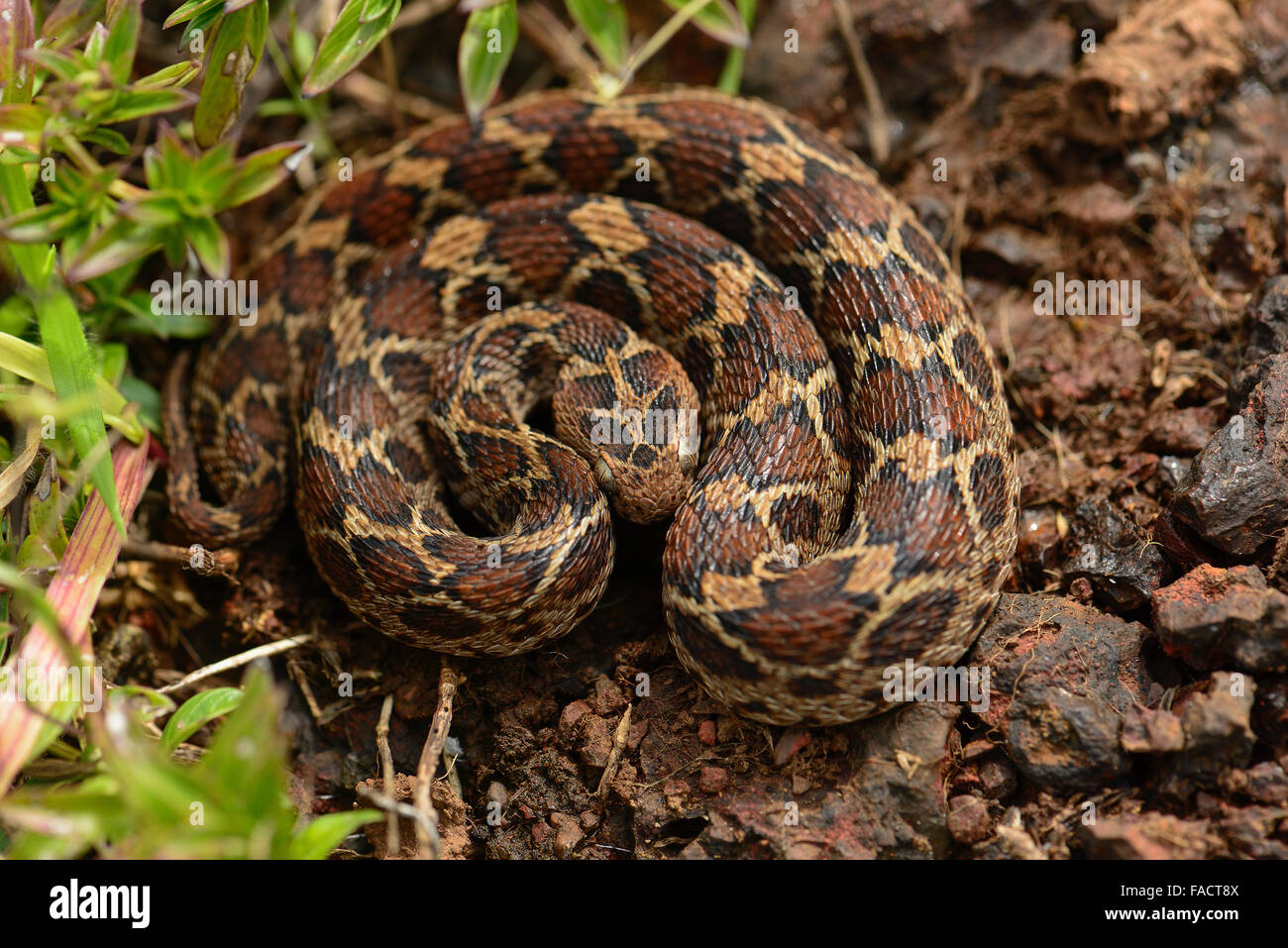 Saw Scaled Viper High Resolution Stock Photography and Images - Alamy