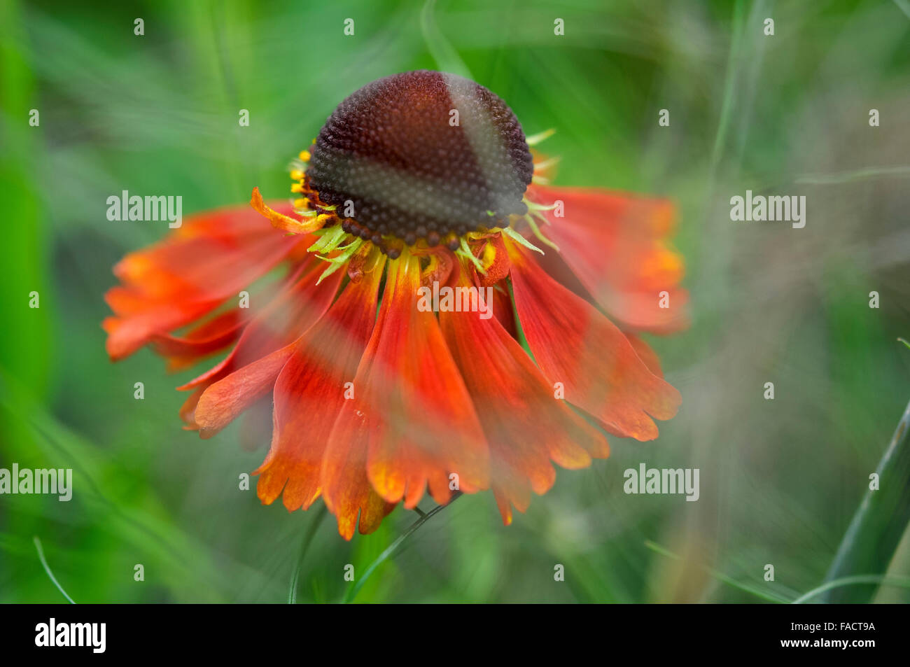 A rich orange Helenium flower seen through fine green foliage Stock ...