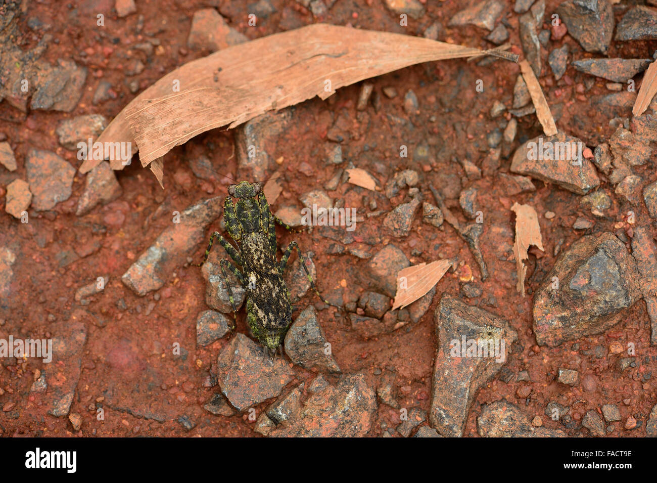 Goa Western Ghats Stock Photos & Goa Western Ghats Stock Images - Alamy