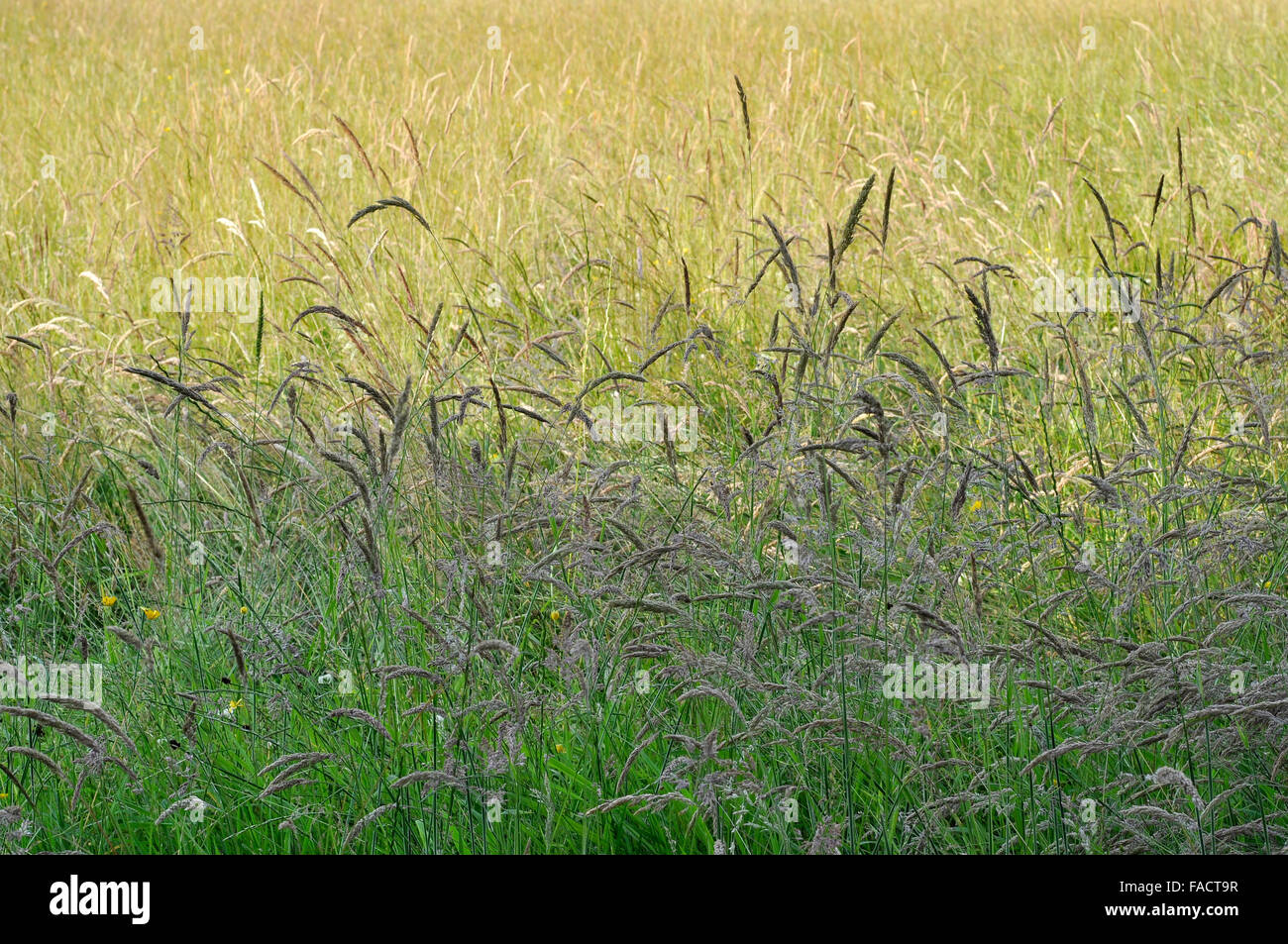Summer meadow grasses in the english countryside Stock Photo - Alamy