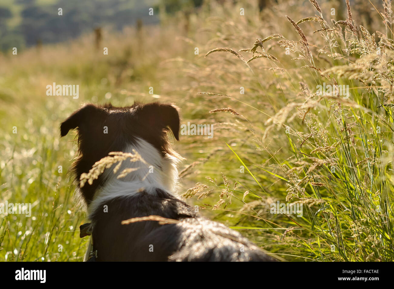 Border collie back hi-res stock photography and images - Alamy
