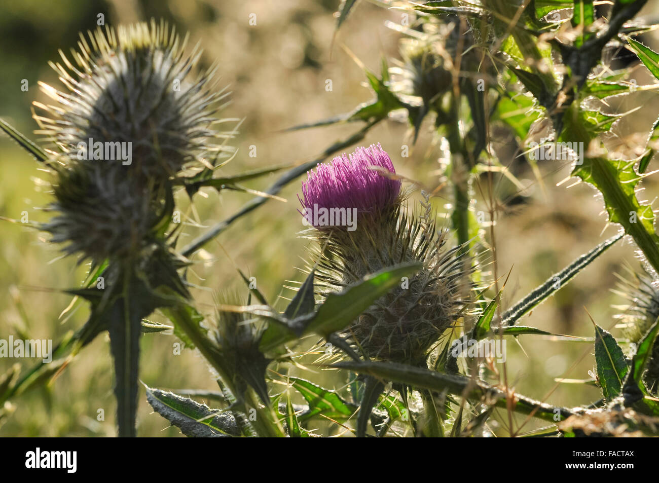 Close up of a spear thistle plant with buds and flowers in an english ...