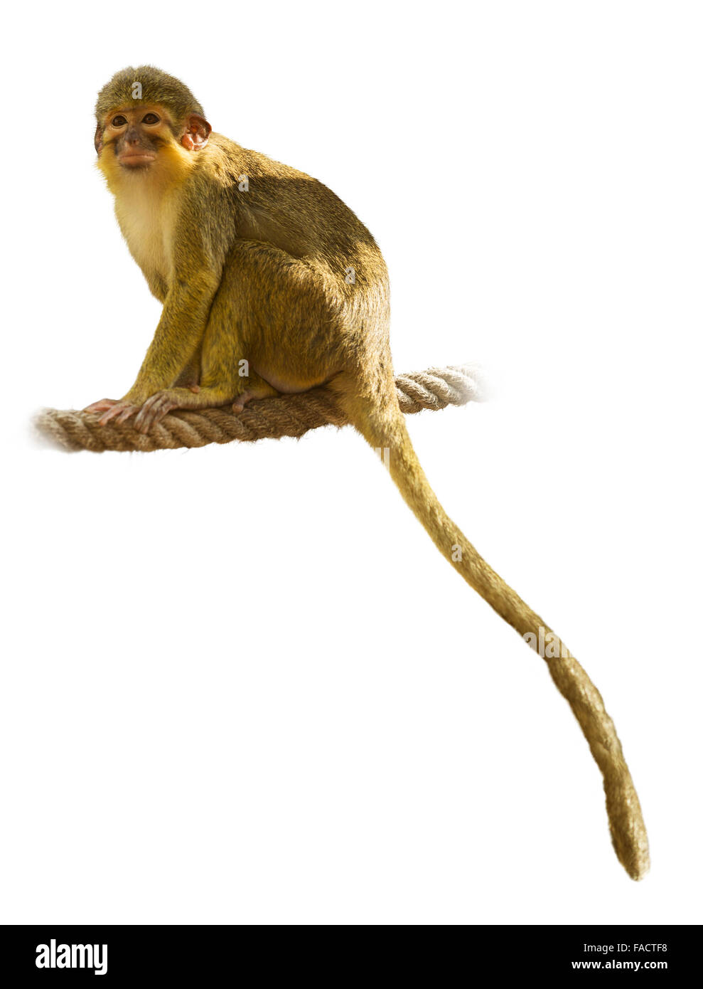 Miopithecus talapoin hi-res stock photography and images - Alamy