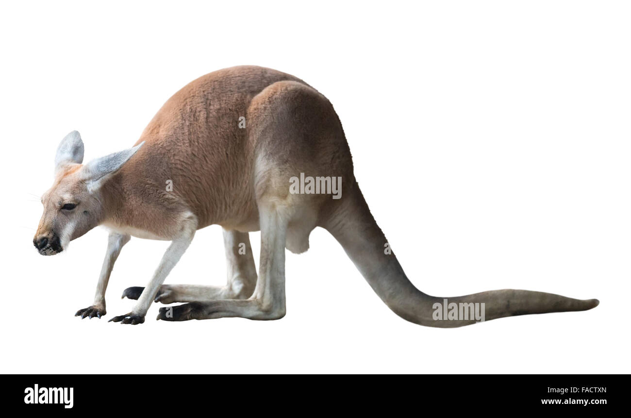 Red kangaroo (Macropus rufus). Isolated over white Stock Photo - Alamy