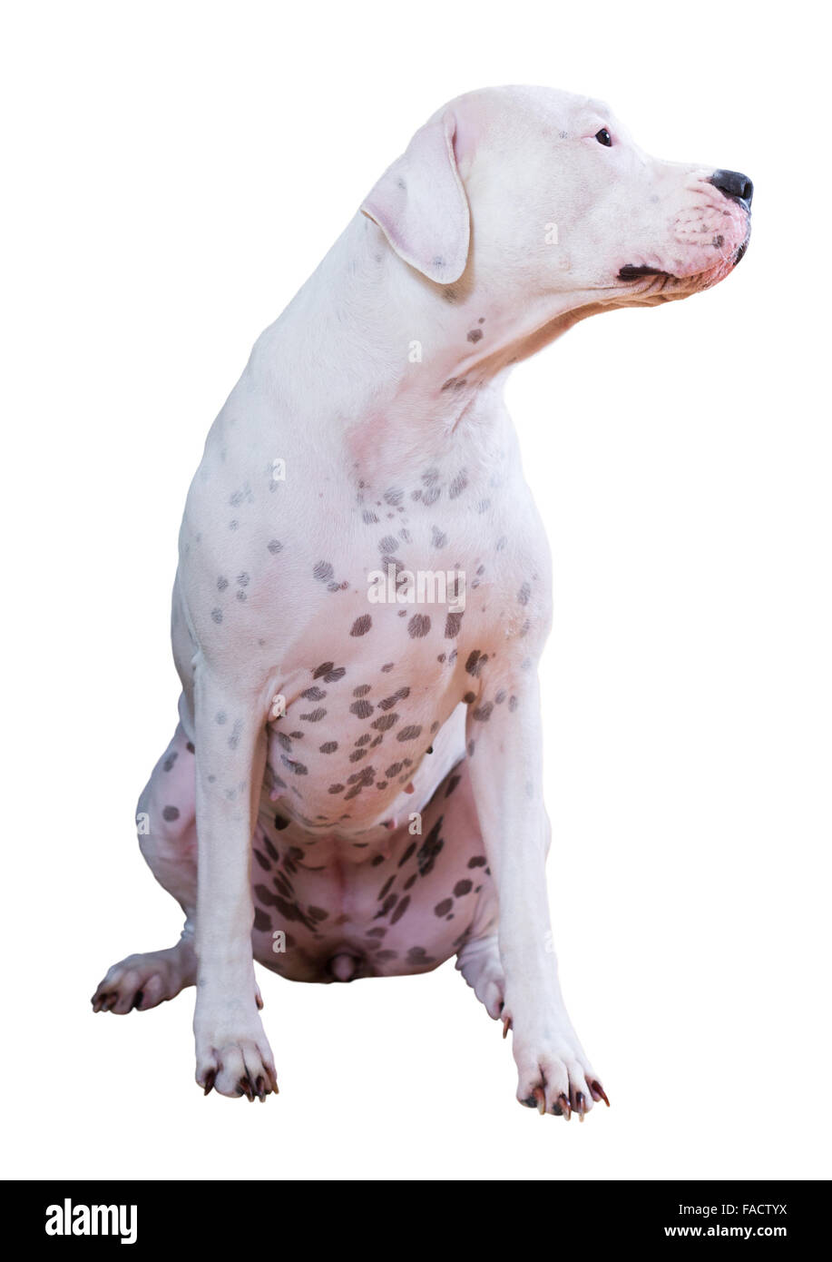 Sitting Dogo Argentino, isolated over white background Stock Photo - Alamy