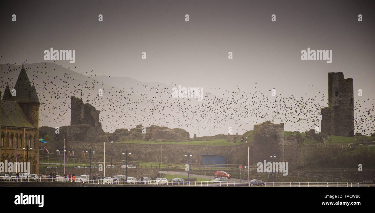 Aberystwyth Wales UK, Sunday 27 December 2015 A murmuration of ...