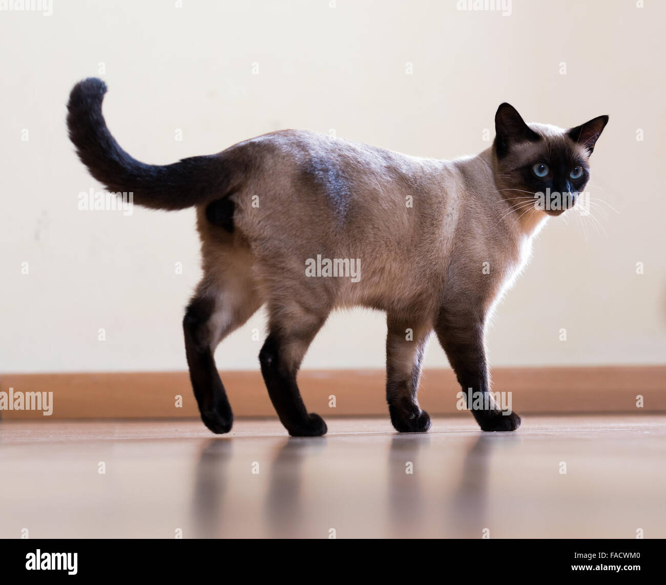 full length shot of Standing young siamese cat on wooden floor indoor ...