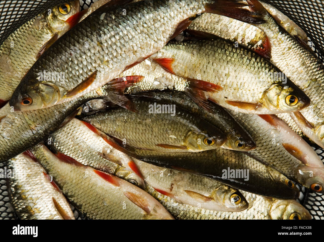 A lot of fish. Fish market Stock Photo - Alamy