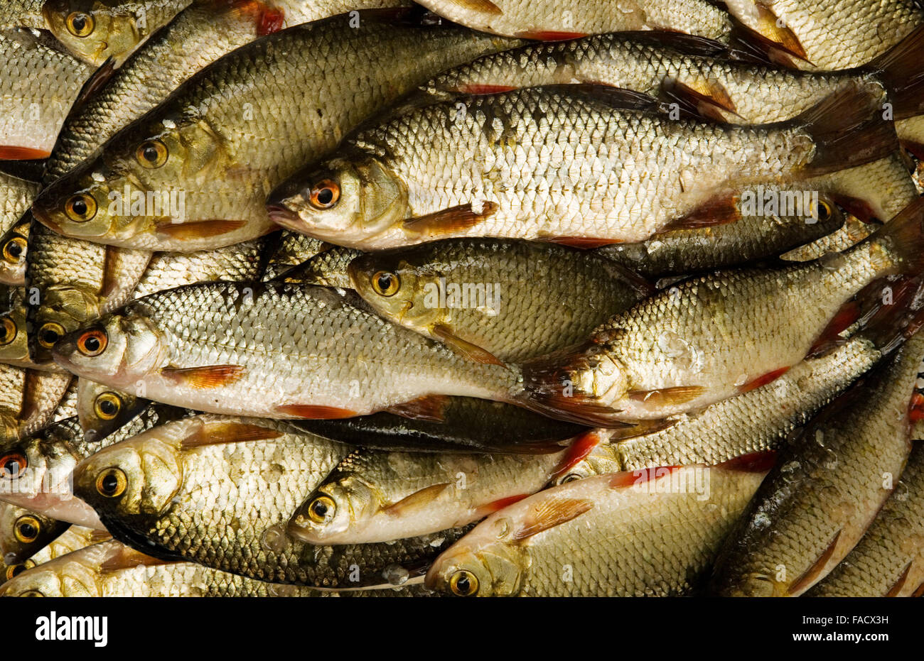 Redfin blue eye hi-res stock photography and images - Alamy