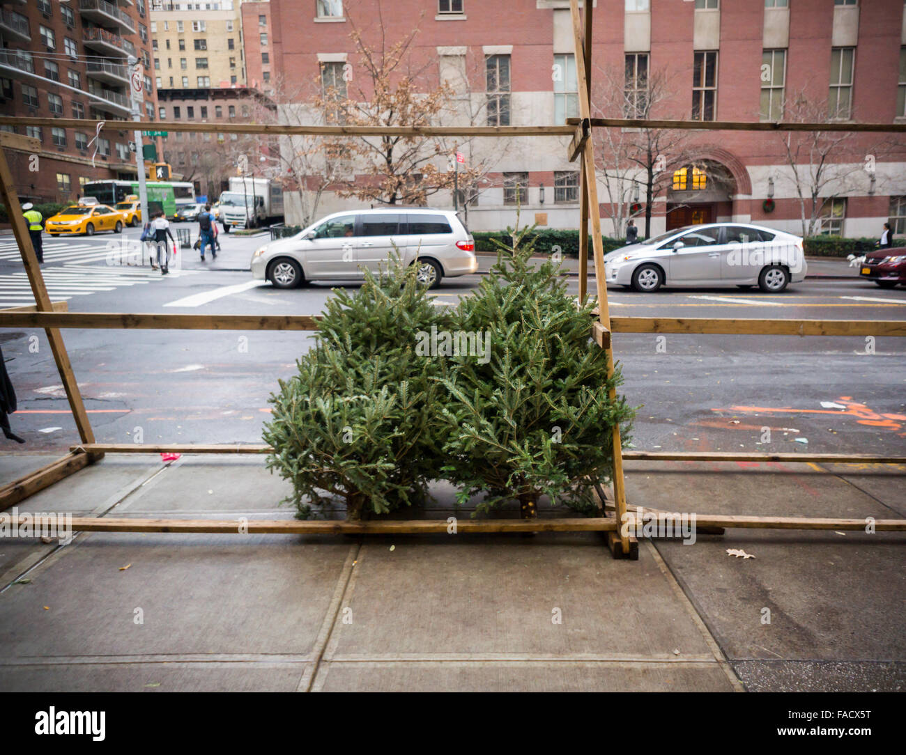 A Christmas tree vendor displays his meager remaining inventory in New ...