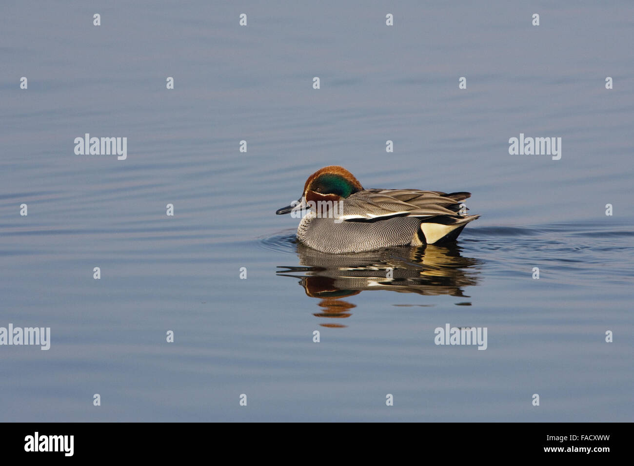 Teal, Eurasian Teal, Anas crecca, drake swimming Stock Photo - Alamy