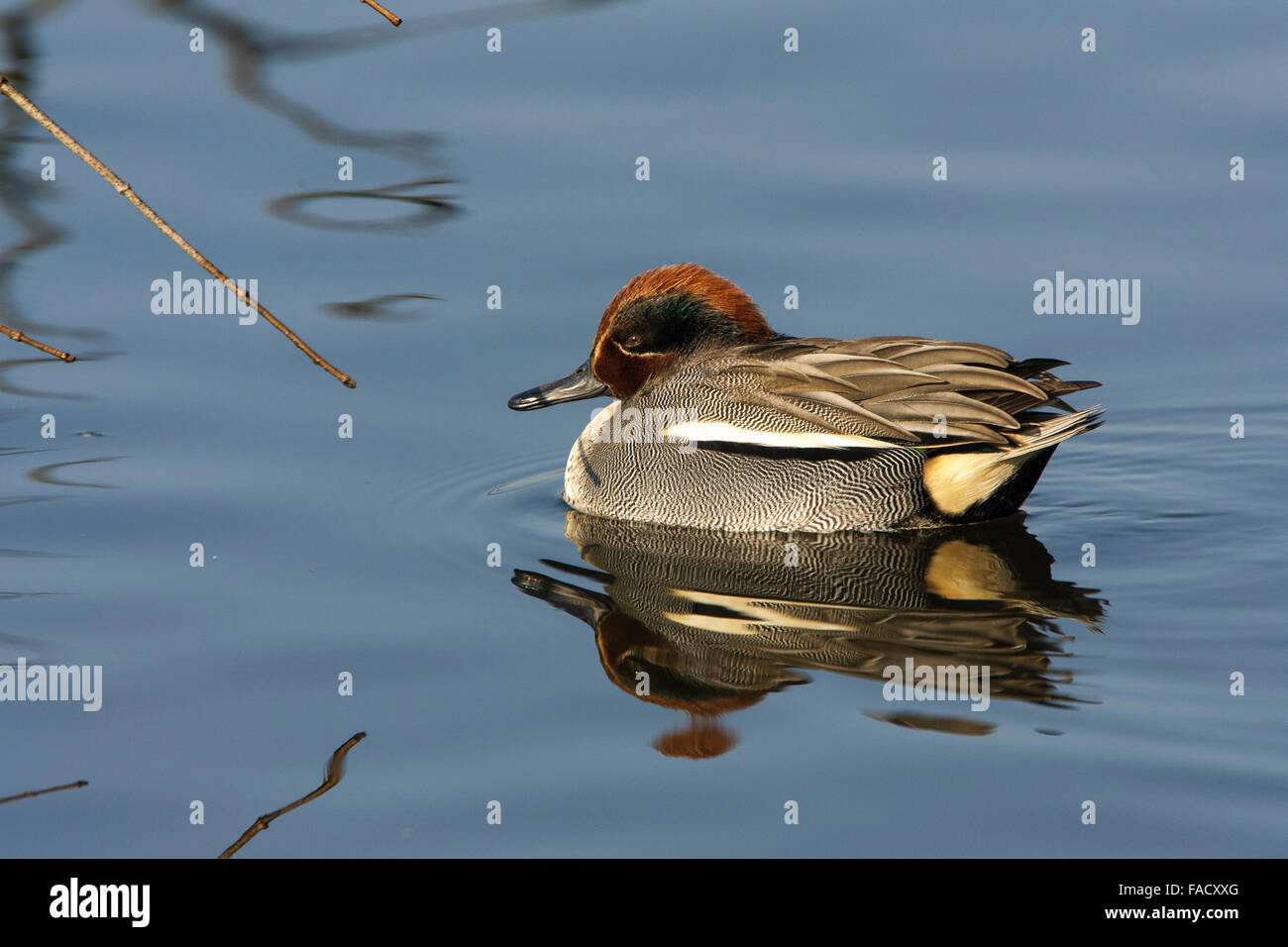 Teal, Eurasian Teal, Anas crecca, drake swimming Stock Photo - Alamy