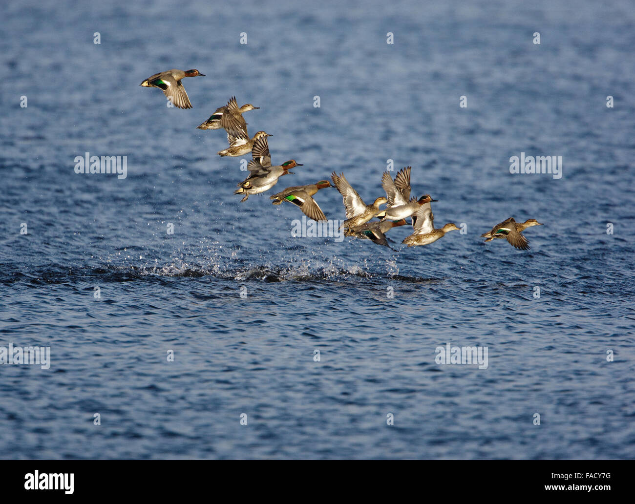 Teal, Eurasian Teal, Anas crecca, flock in flight over wetland Stock ...