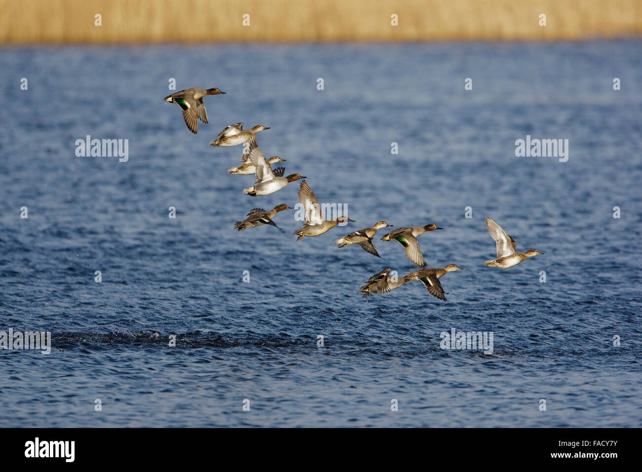 Teal, Eurasian Teal, Anas crecca, flock in flight over wetland Stock ...