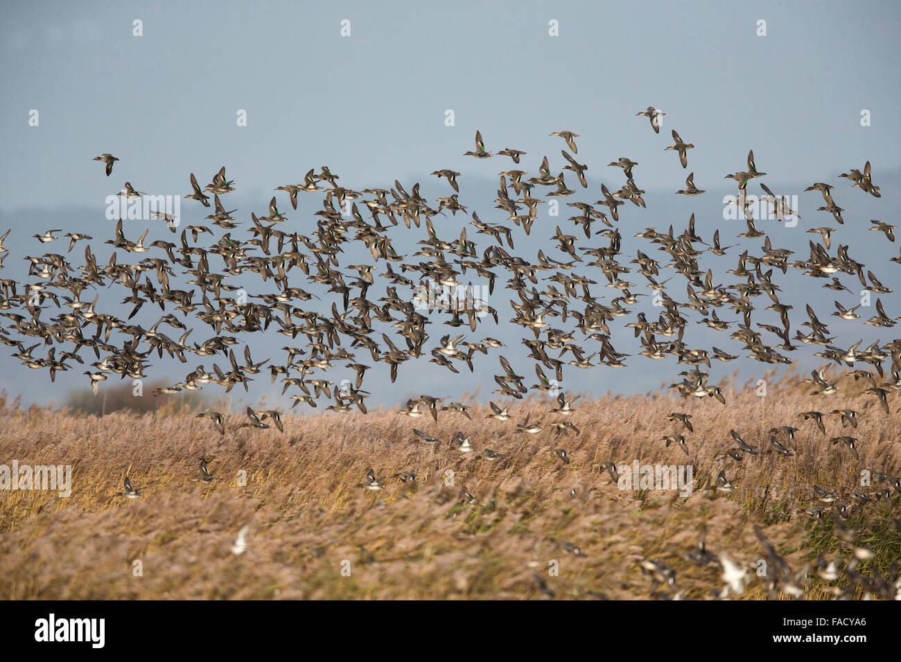 Teal, Eurasian Teal, Anas crecca, large flock in flight over wetland ...