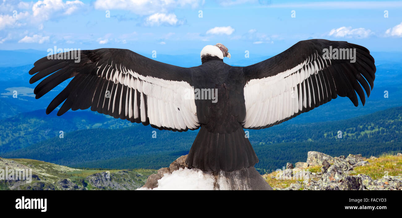 Portrait andean condor hi-res stock photography and images - Alamy